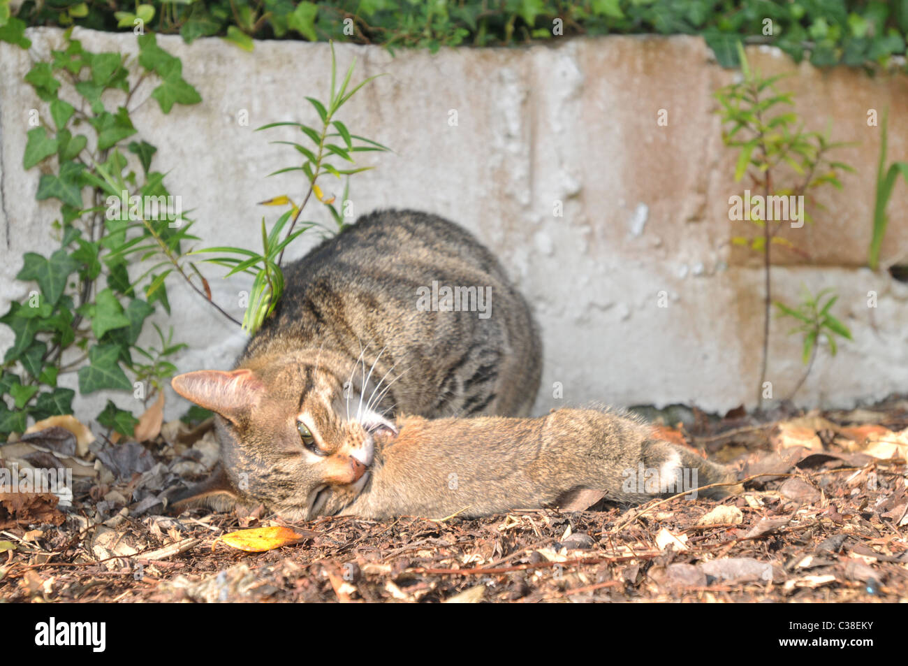 Death rabbit hi-res stock photography and images - Alamy