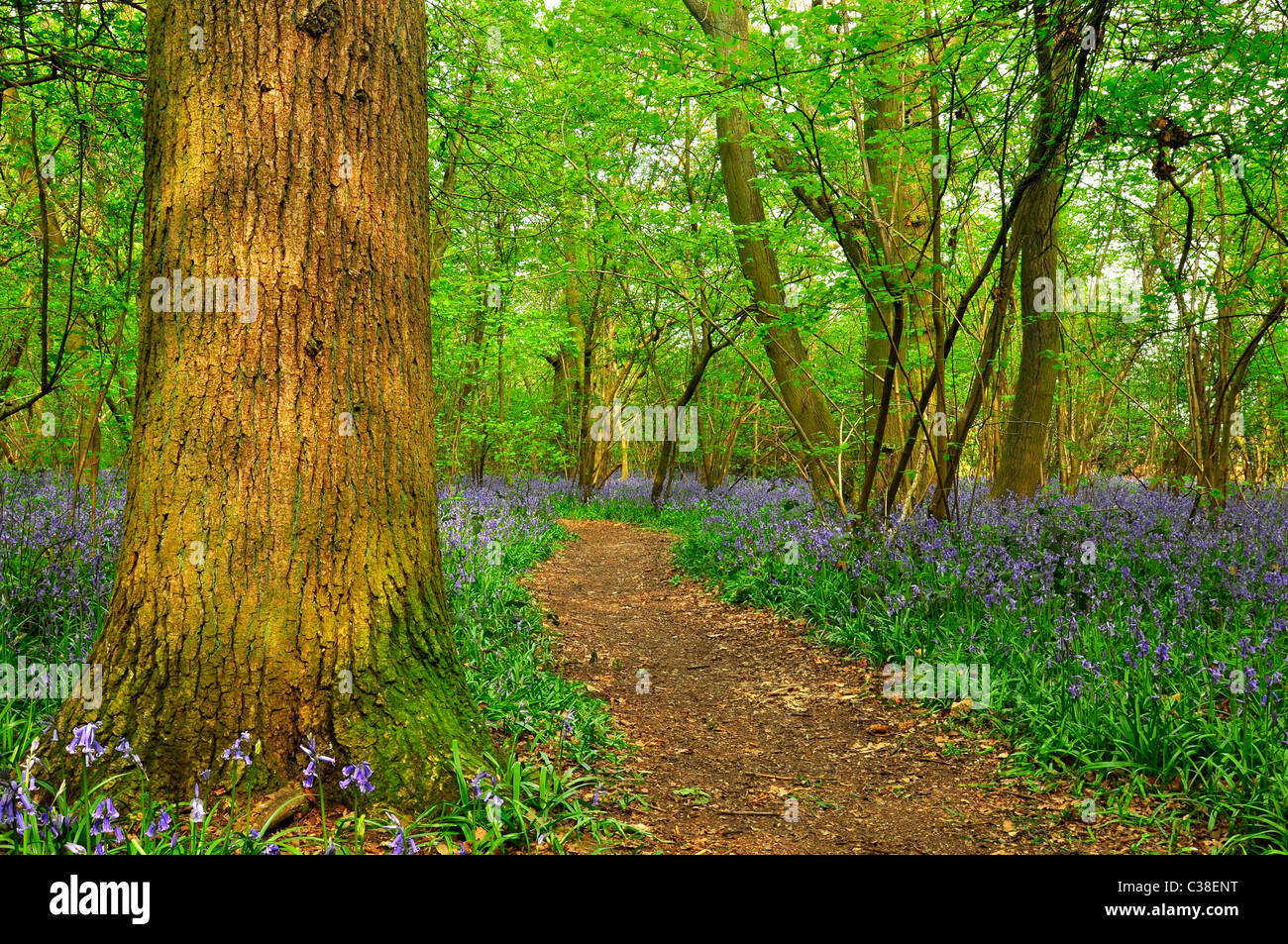 A Foot Path through Bluebells in Great Bramingham Wood, Luton Stock ...