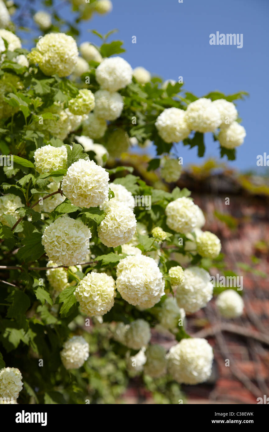 White flowering shrub hi-res stock photography and images - Alamy