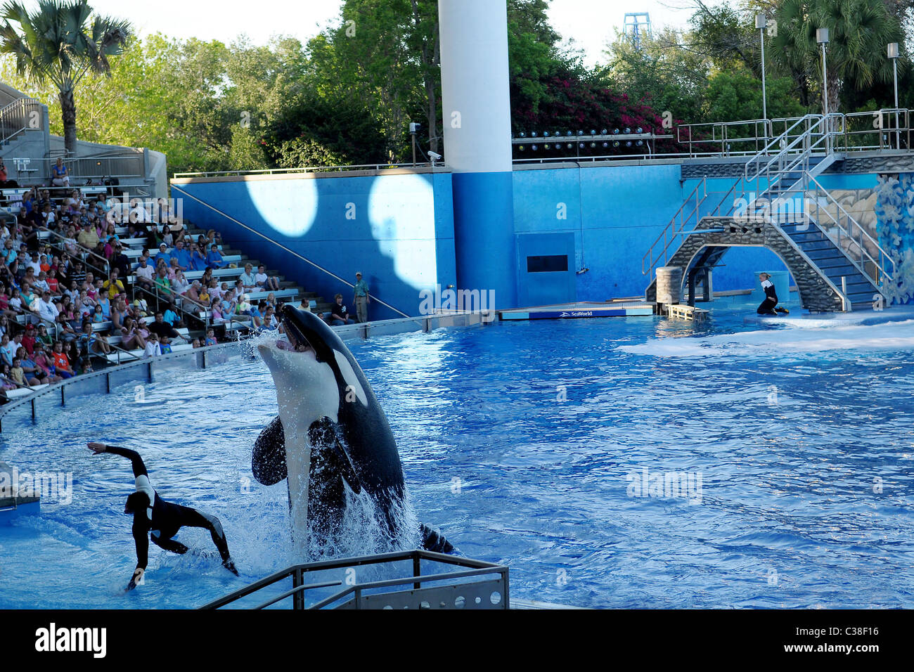 Shamu The Killer Whale performing at the Shamu Stadium at Sea World ...