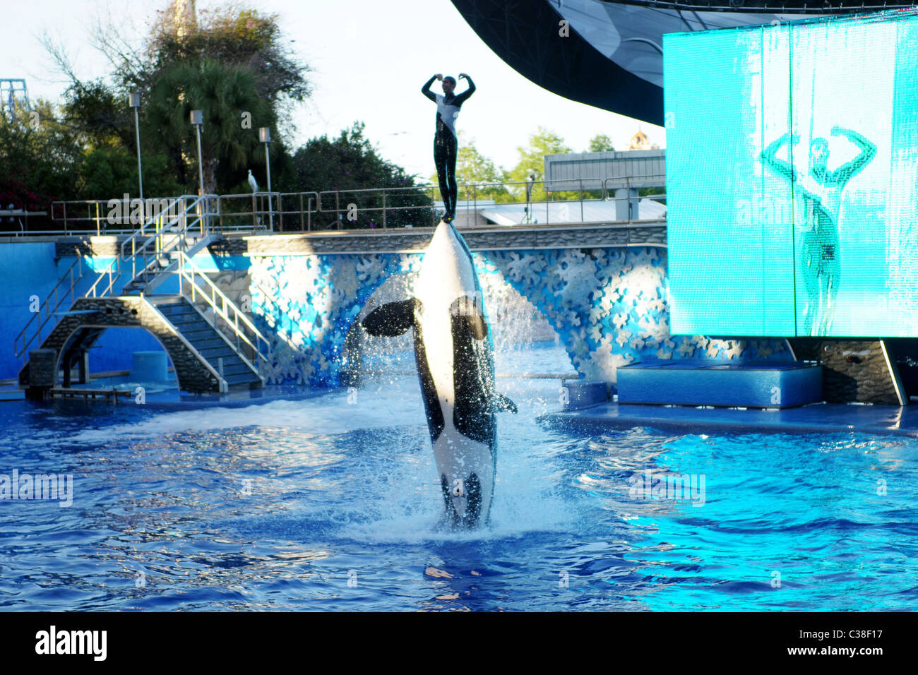 Shamu The Killer Whale performing at the Shamu Stadium at Sea World ...