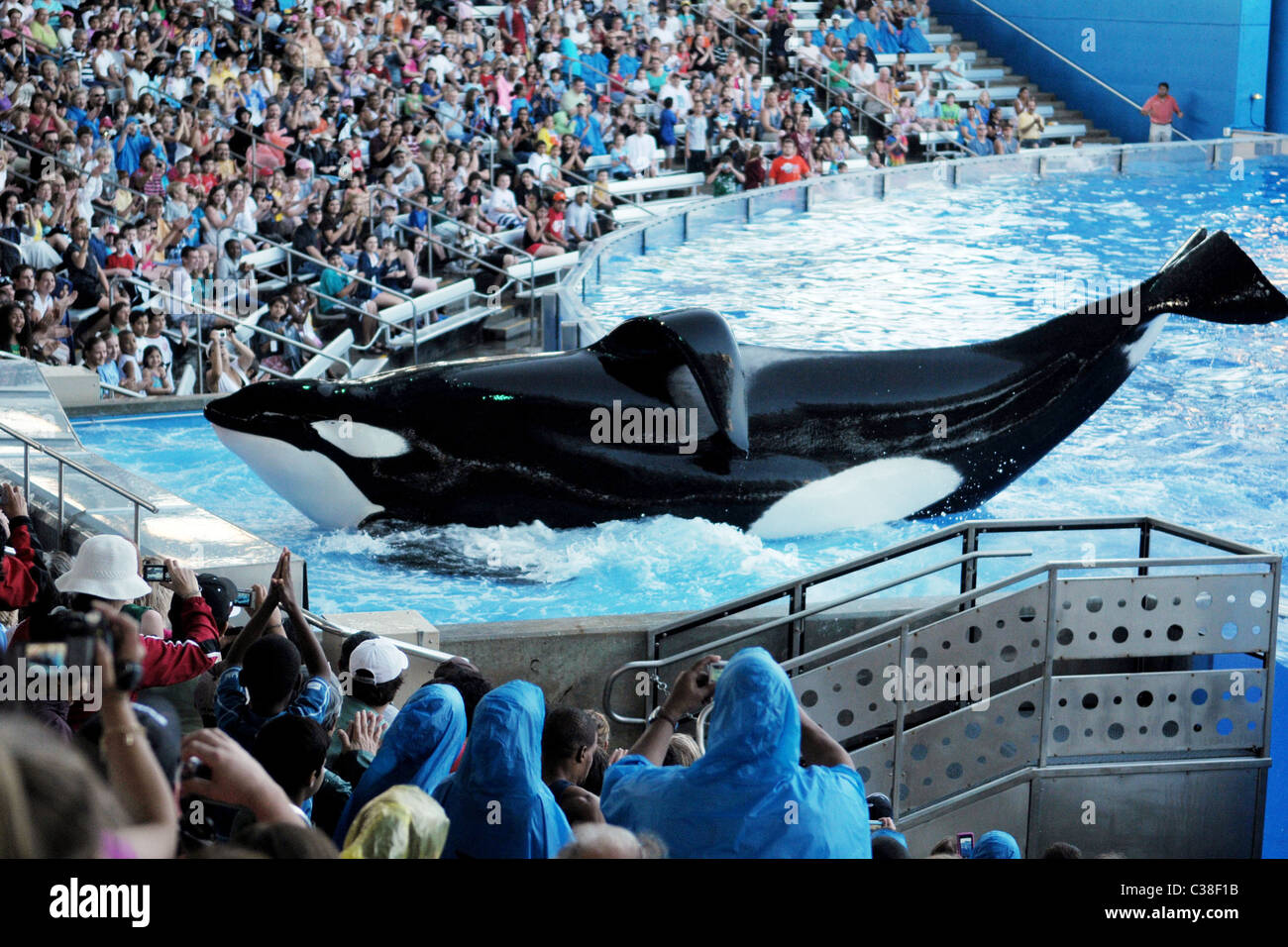 Shamu The Killer Whale performing at the Shamu Stadium at Sea World ...