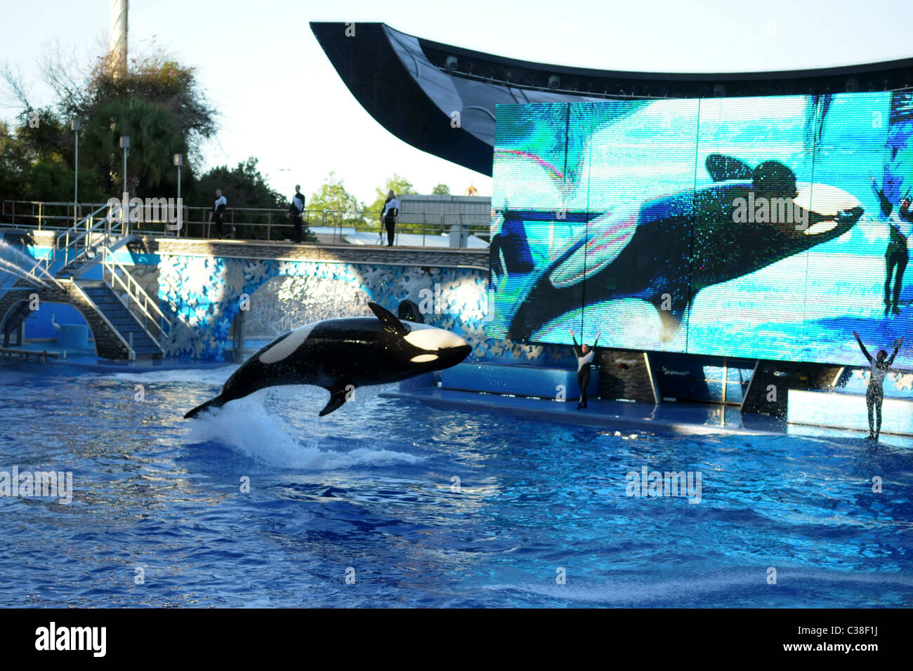 Shamu The Killer Whale performing at the Shamu Stadium at Sea World ...