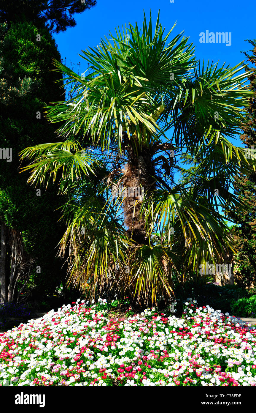 Fan palm flowers hi-res stock photography and images - Alamy