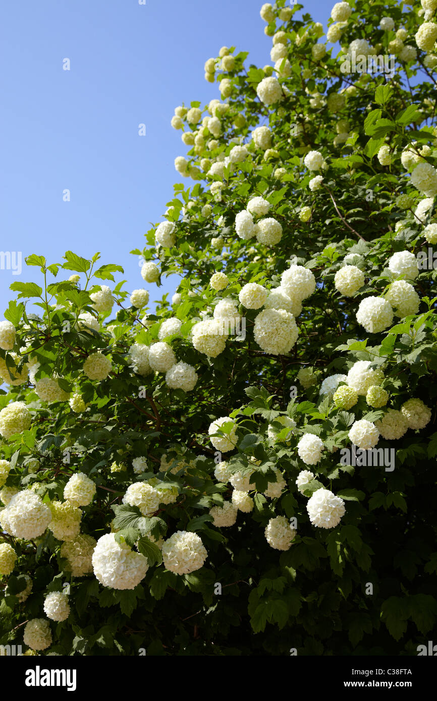 White flowering shrub hi-res stock photography and images - Alamy