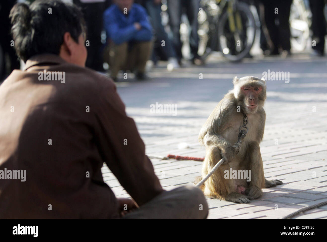 Monkey-ing around Animal rights campaigners will be left fuming by this ...