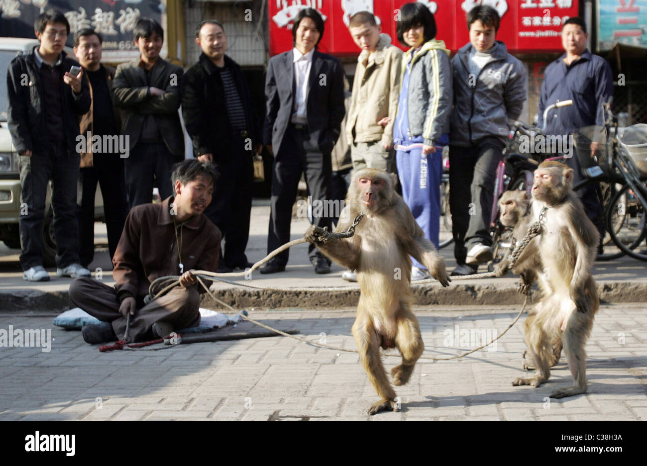 Monkey-ing around Animal rights campaigners will be left fuming by this ...