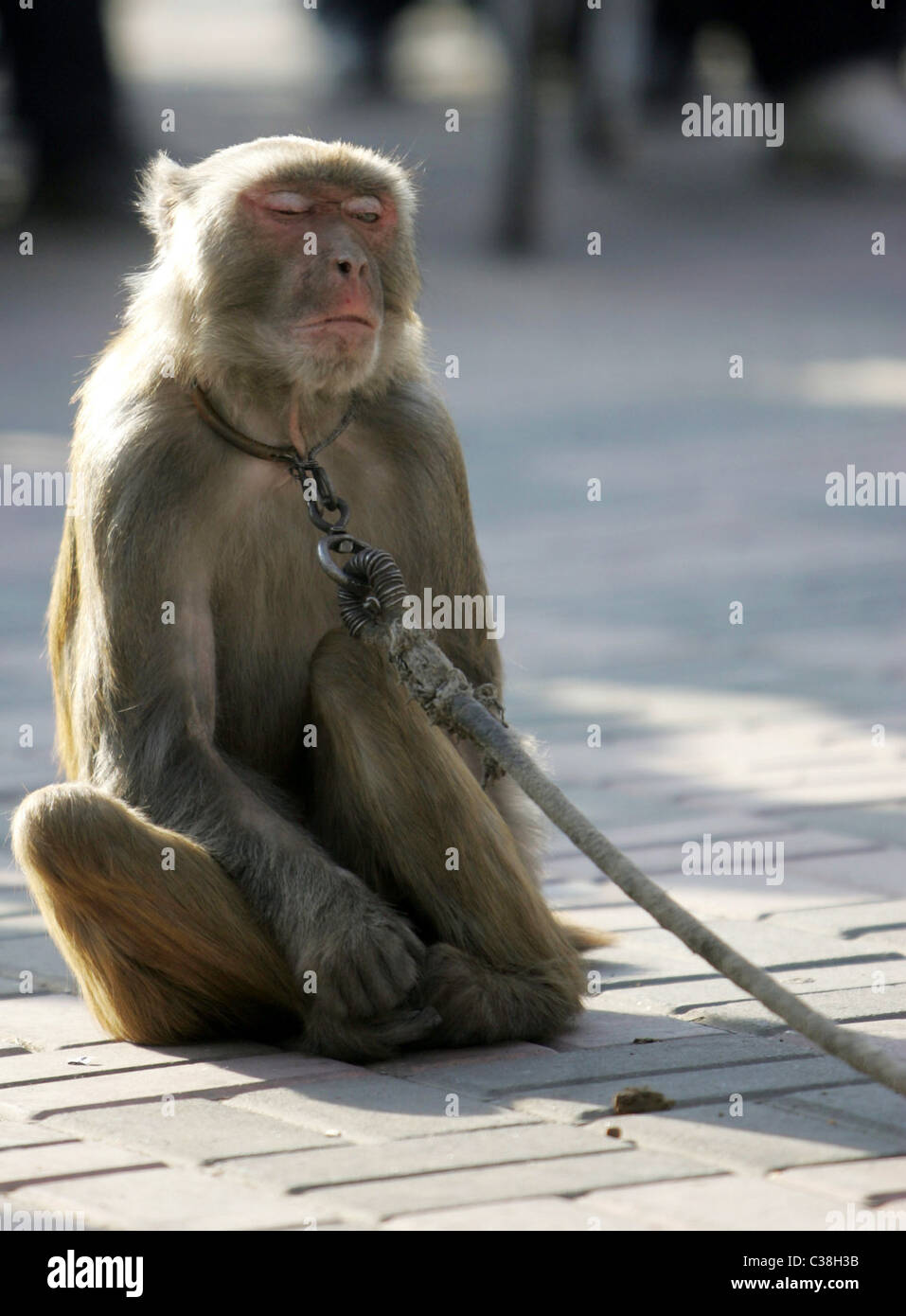 Monkey-ing around Animal rights campaigners will be left fuming by this ...