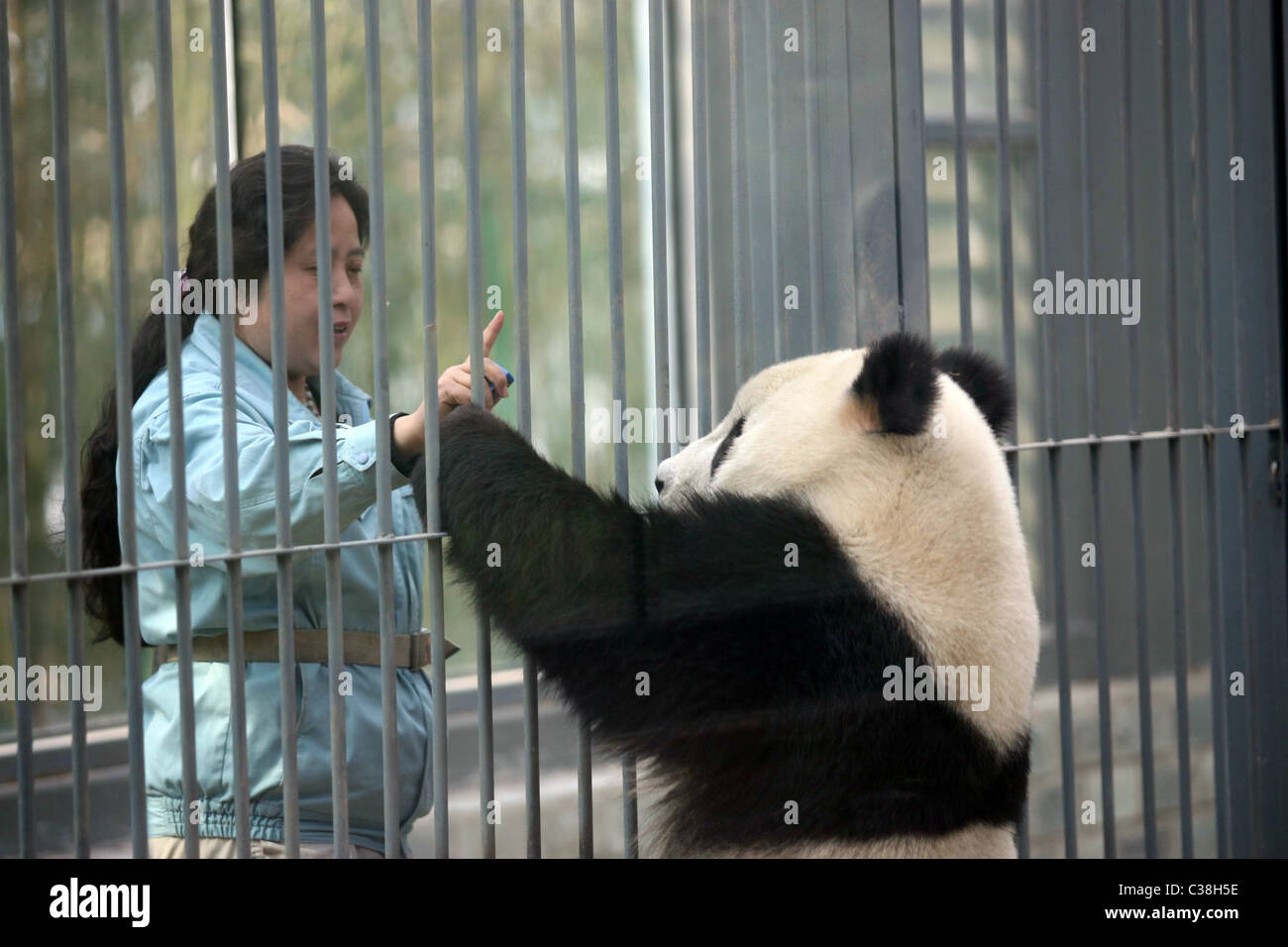 Panda stands Zoo-keepers in China are bear-ly able to contain their joy ...