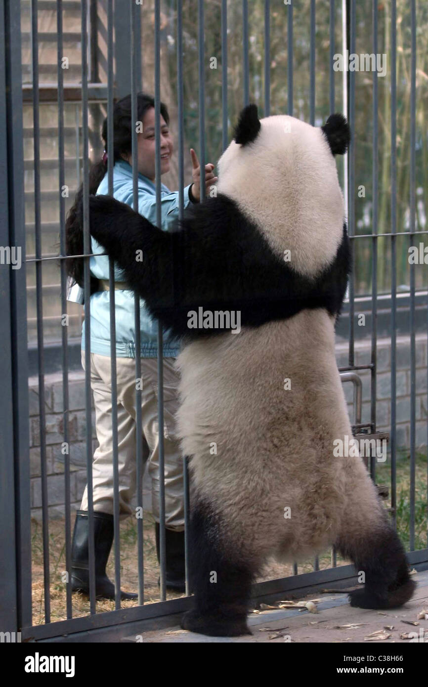 Panda stands Zoo-keepers in China are bear-ly able to contain their joy ...