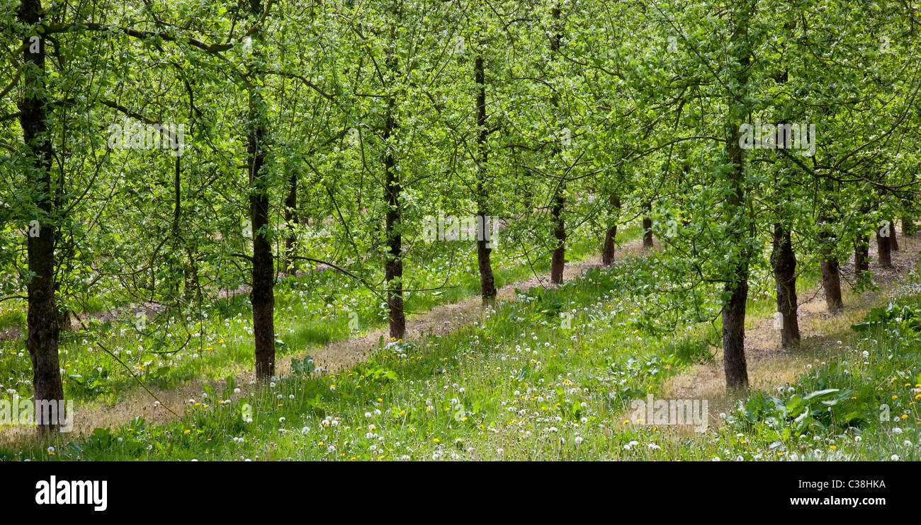 Modern orchard hi-res stock photography and images - Alamy