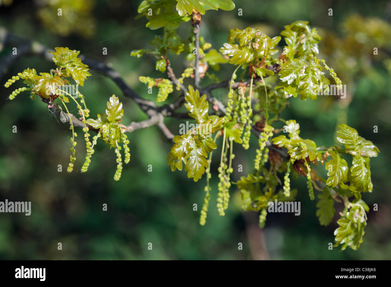 First Oak leaves of spring Stock Photo - Alamy