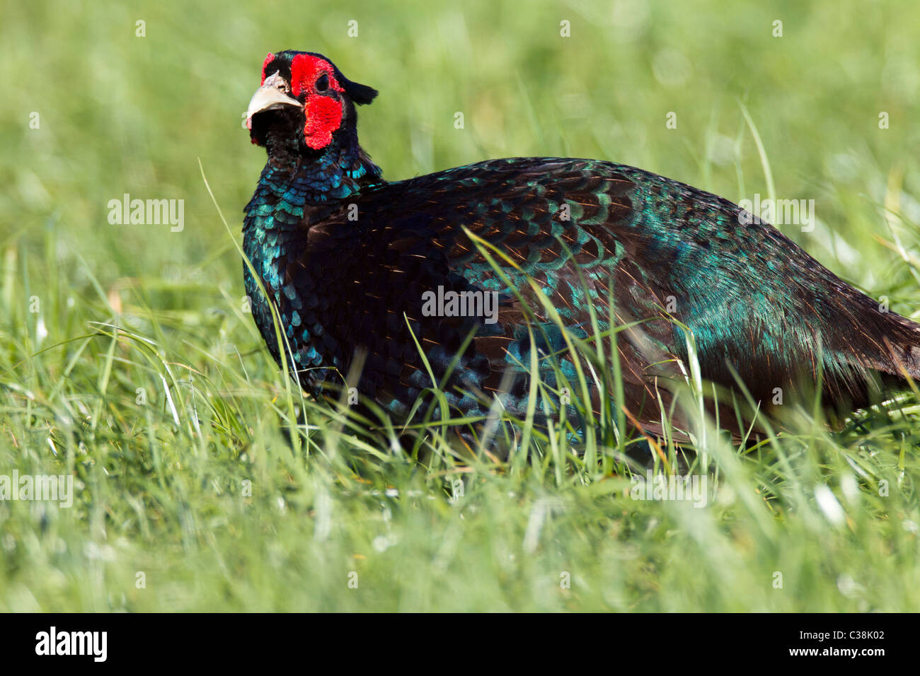 Pheasant. Melanistic Mutant. Game Bird. These large beautiful pheasants ...