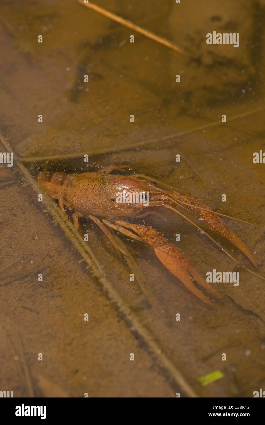 Red Swamp Crawfish (Procambarus clarkii) Called cray fish - Louisiana ...