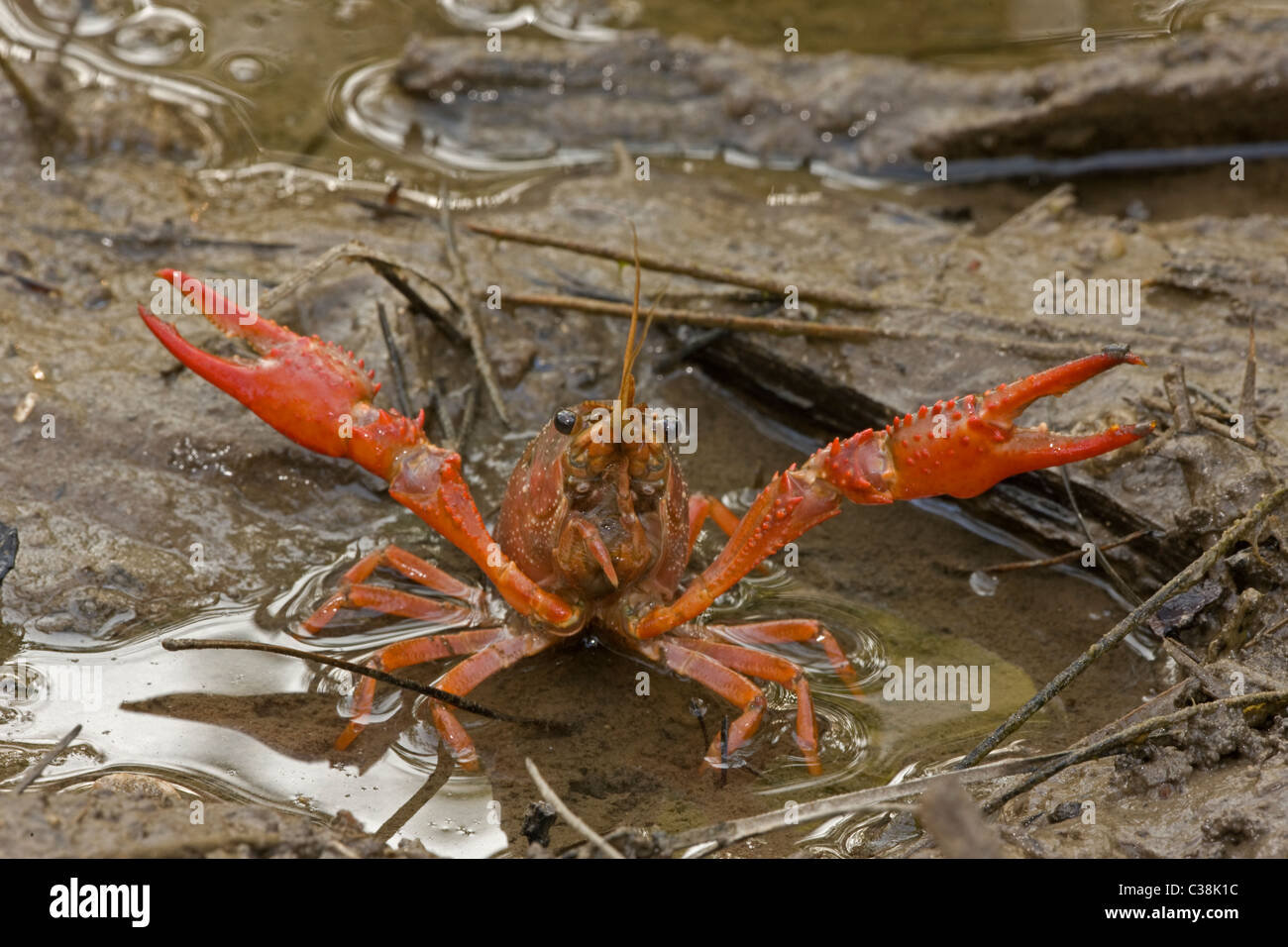 Defensive crayfish hi-res stock photography and images - Alamy
