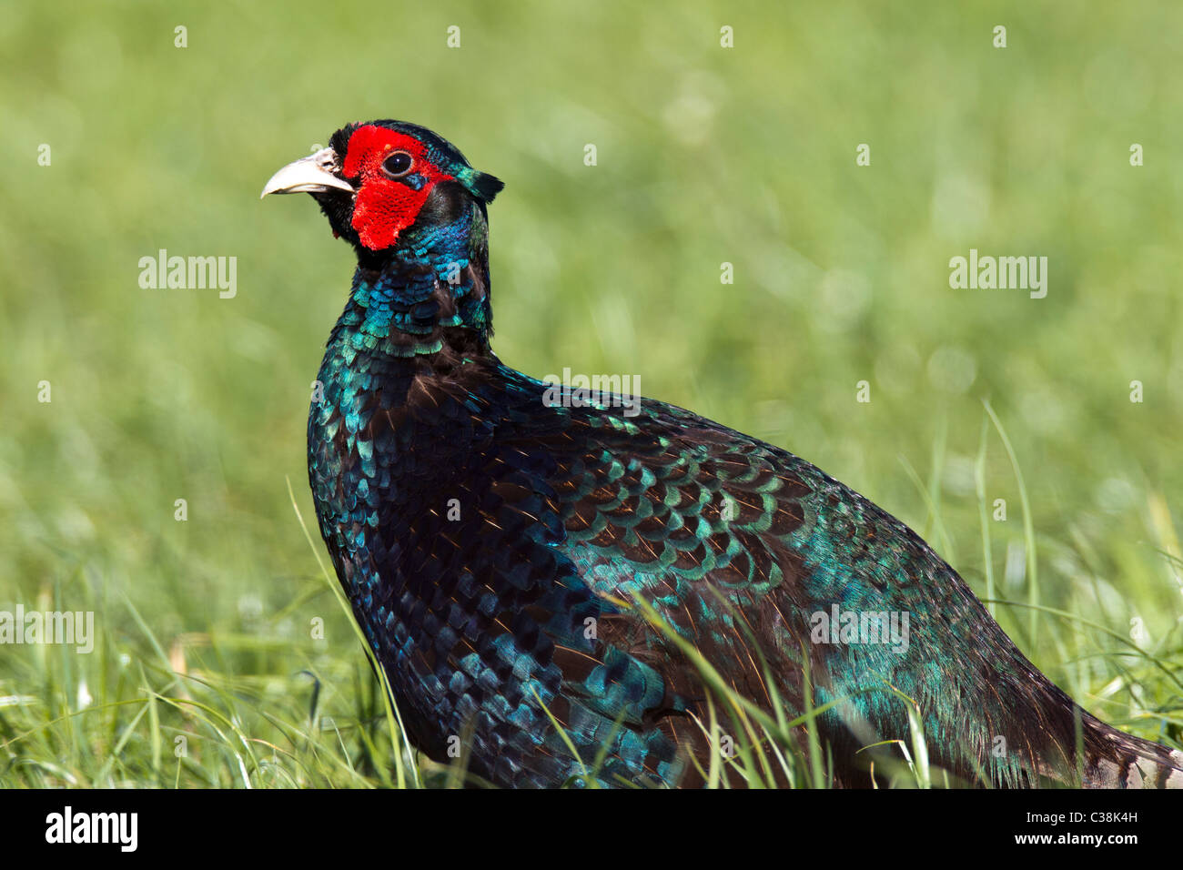 Half Melanistic Animals