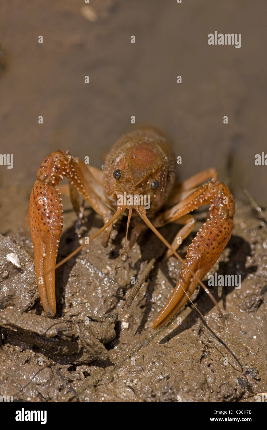 Red Swamp Crawfish (Procambarus clarkii) Called cray fish - Louisiana ...