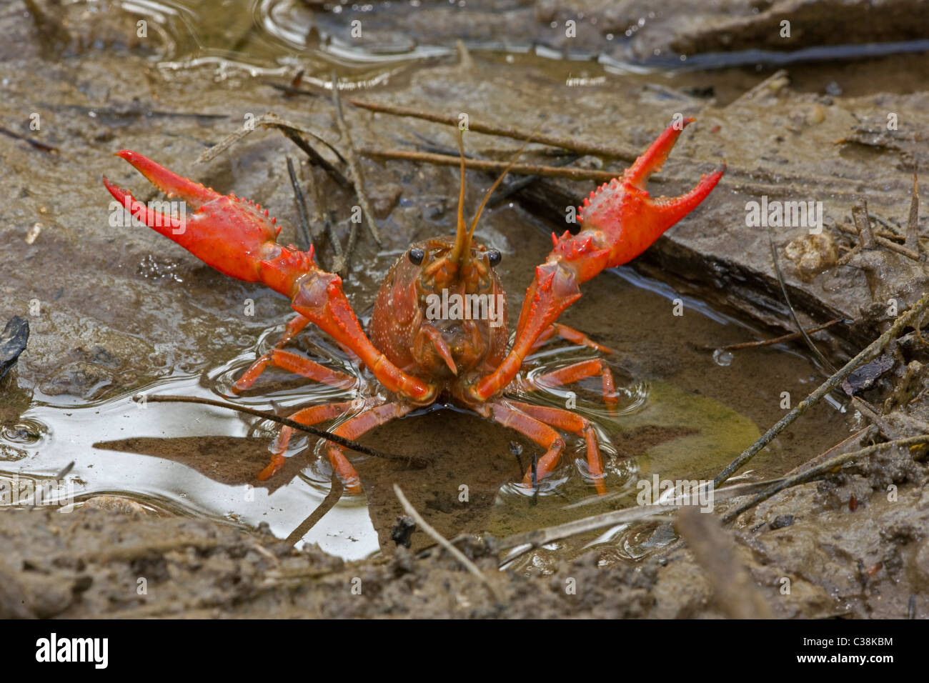 Defensive crayfish hi-res stock photography and images - Alamy