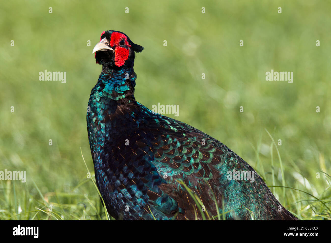 Pheasant. Melanistic Mutant. Game Bird. These large beautiful pheasants ...