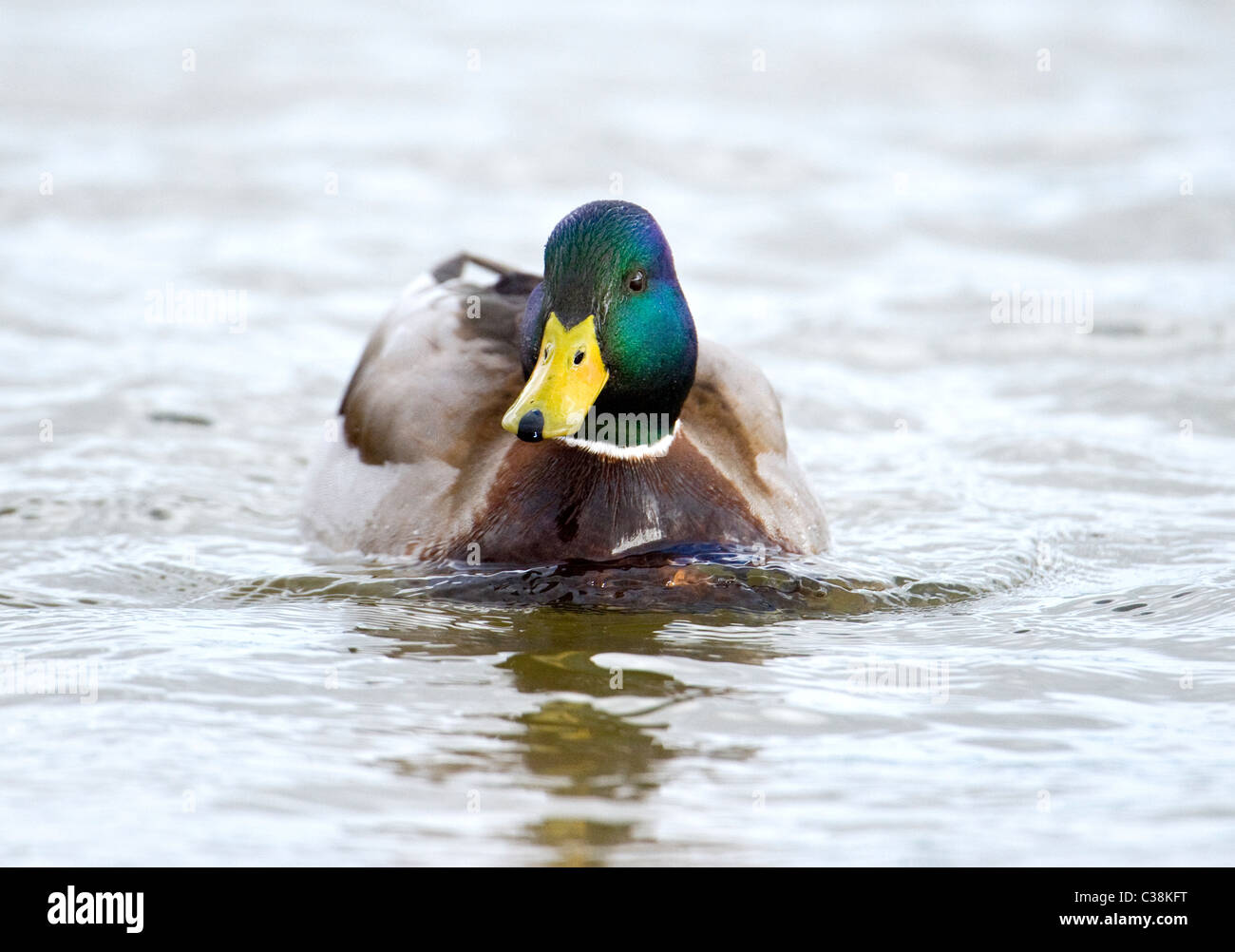 Canard colvert hi-res stock photography and images - Alamy