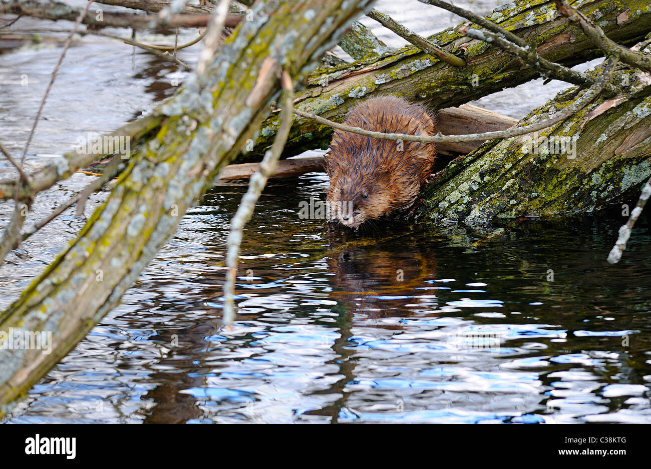Muskrat family hi-res stock photography and images - Alamy