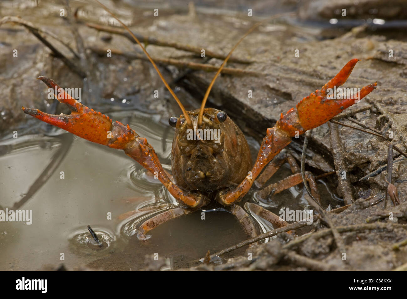Defensive crayfish hi-res stock photography and images - Alamy