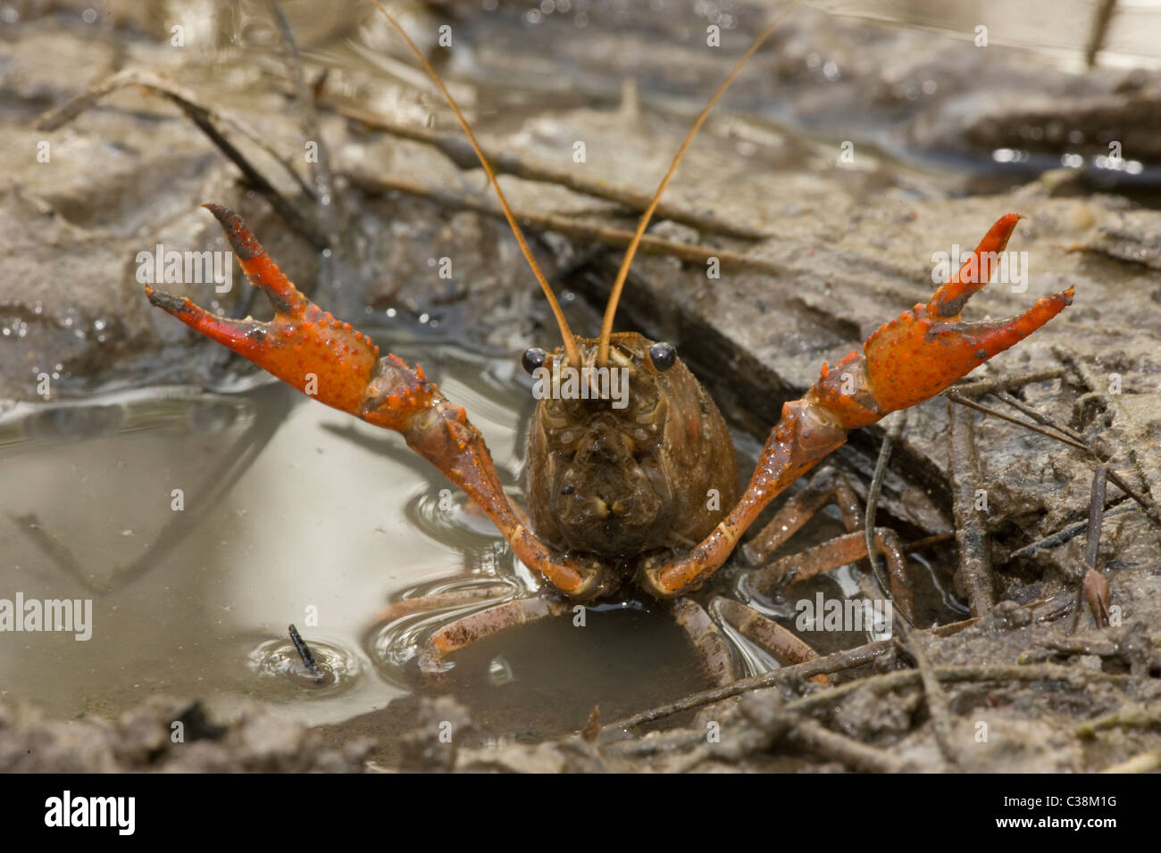 Defensive crayfish hi-res stock photography and images - Alamy