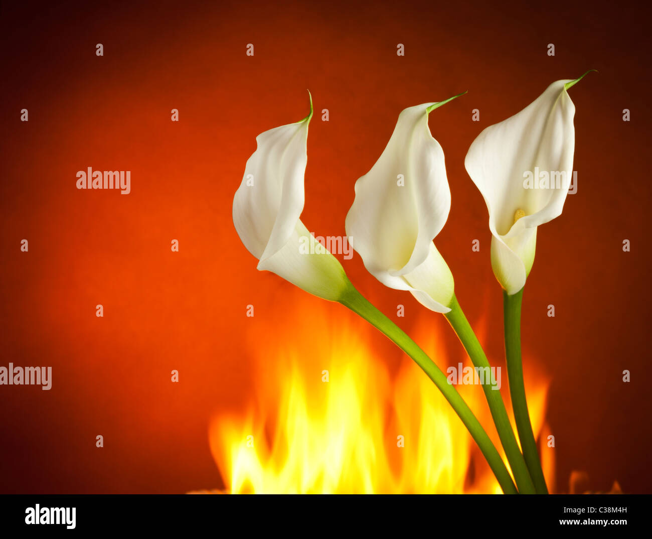 Fire lilies hi-res stock photography and images - Alamy