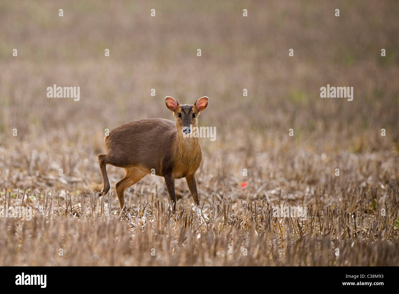 Muntjac deer in stubble field Stock Photo - Alamy