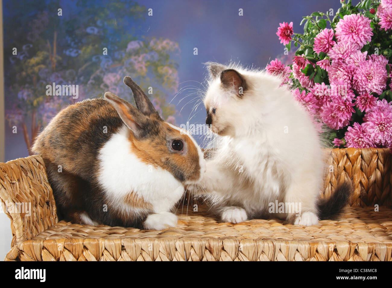 animal friendship : Sacred cat of Burma kitten and rabbit Stock Photo ...