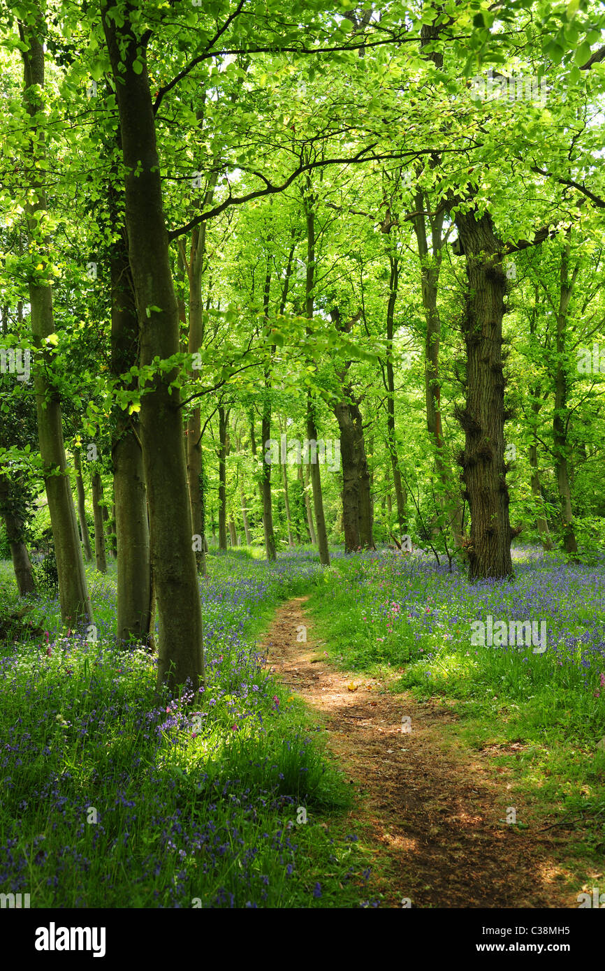 Uk spring path footpath track hi-res stock photography and images - Alamy