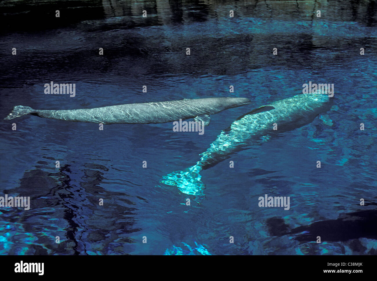 Beluga whales, Vancouver Aquarium, Stanley Park, city of Vancouver ...