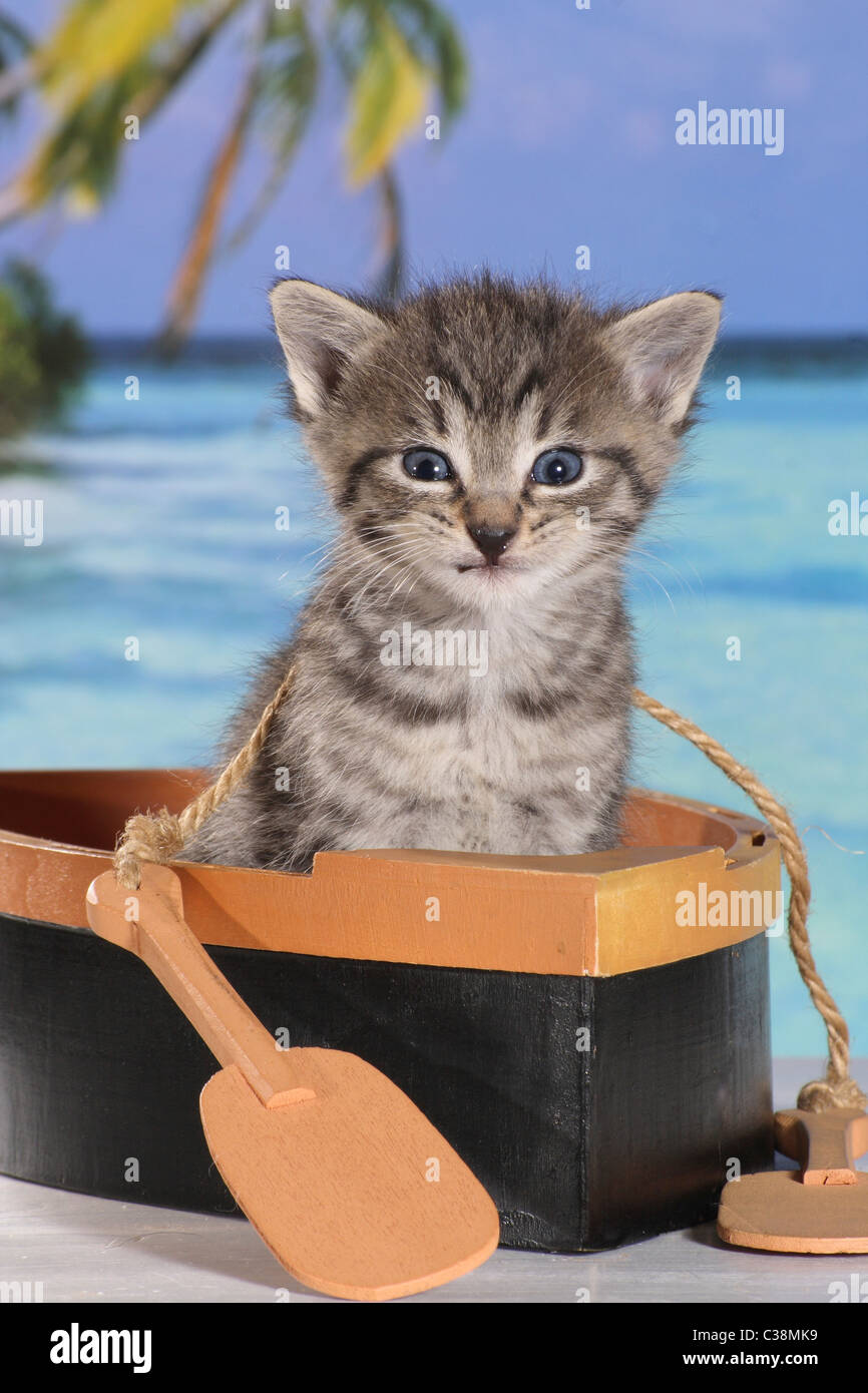 Kitten sitting in boot hi-res stock photography and images - Alamy