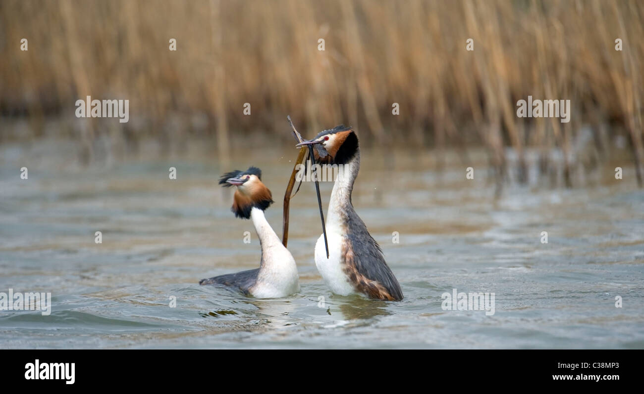 Grebe Dance. Great Crested Grebe (Podiceps cristatus). DANCING WITH ...