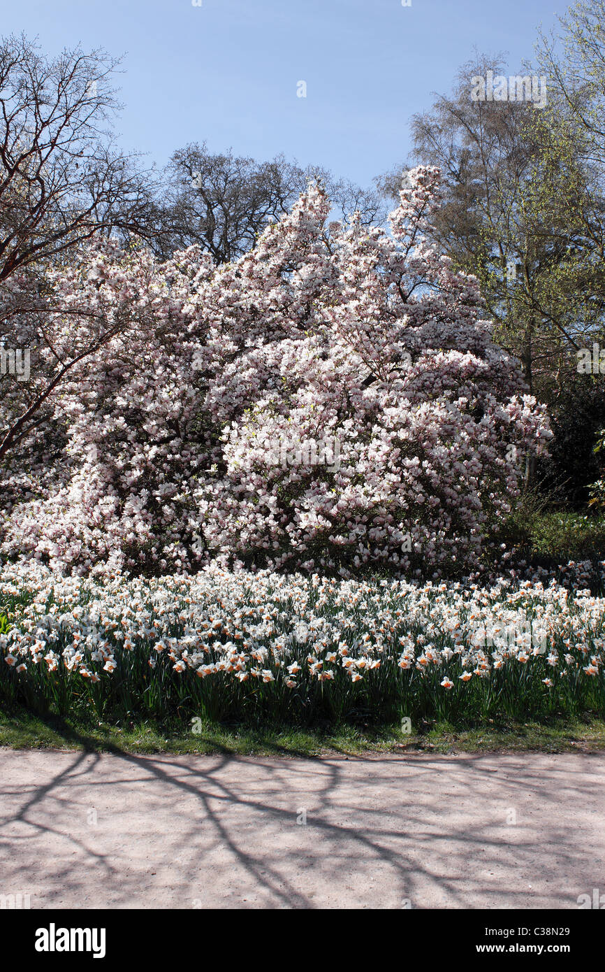 A MAGNOLIA TREE WITH NARCISSUS GROWING AT RHS WISLEY UK Stock Photo - Alamy