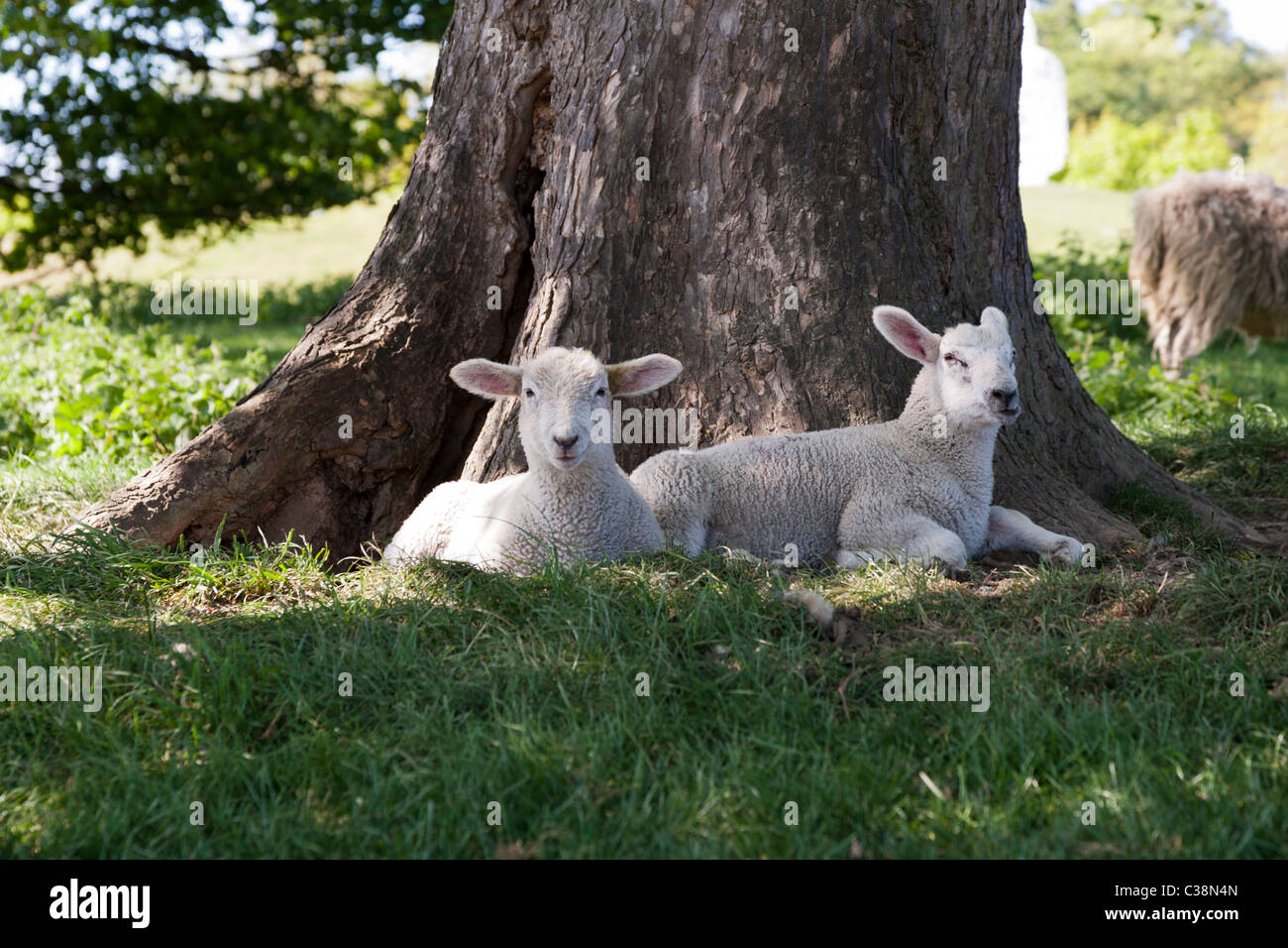 Lambs Sitting in Shade Stock Photo - Alamy