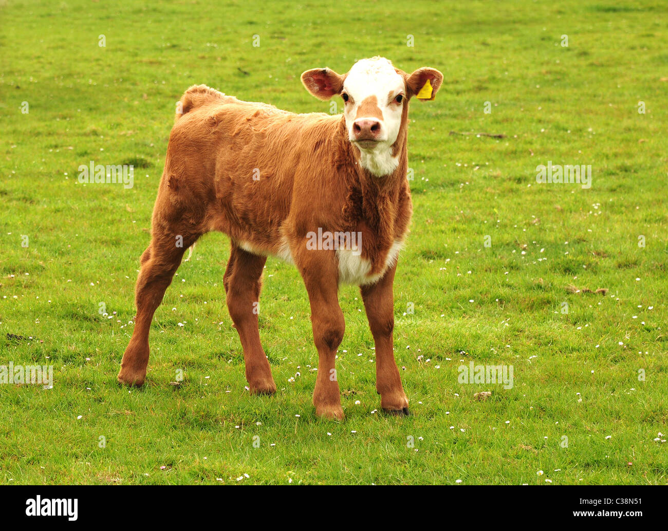 A young bull calf makes the most of a sunny day Stock Photo - Alamy
