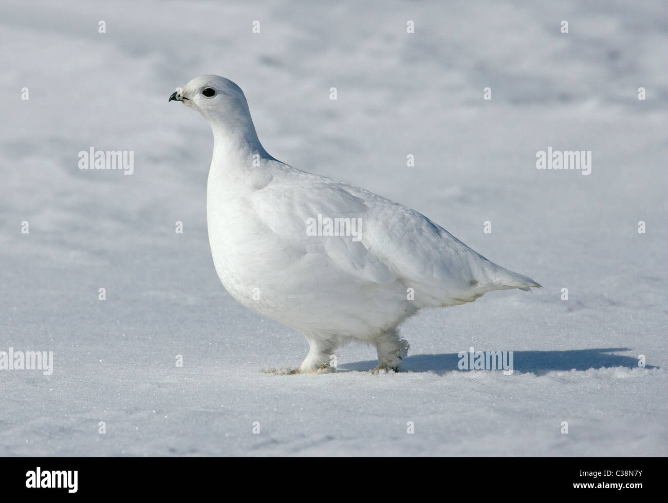 Ptarmigan hi-res stock photography and images - Alamy