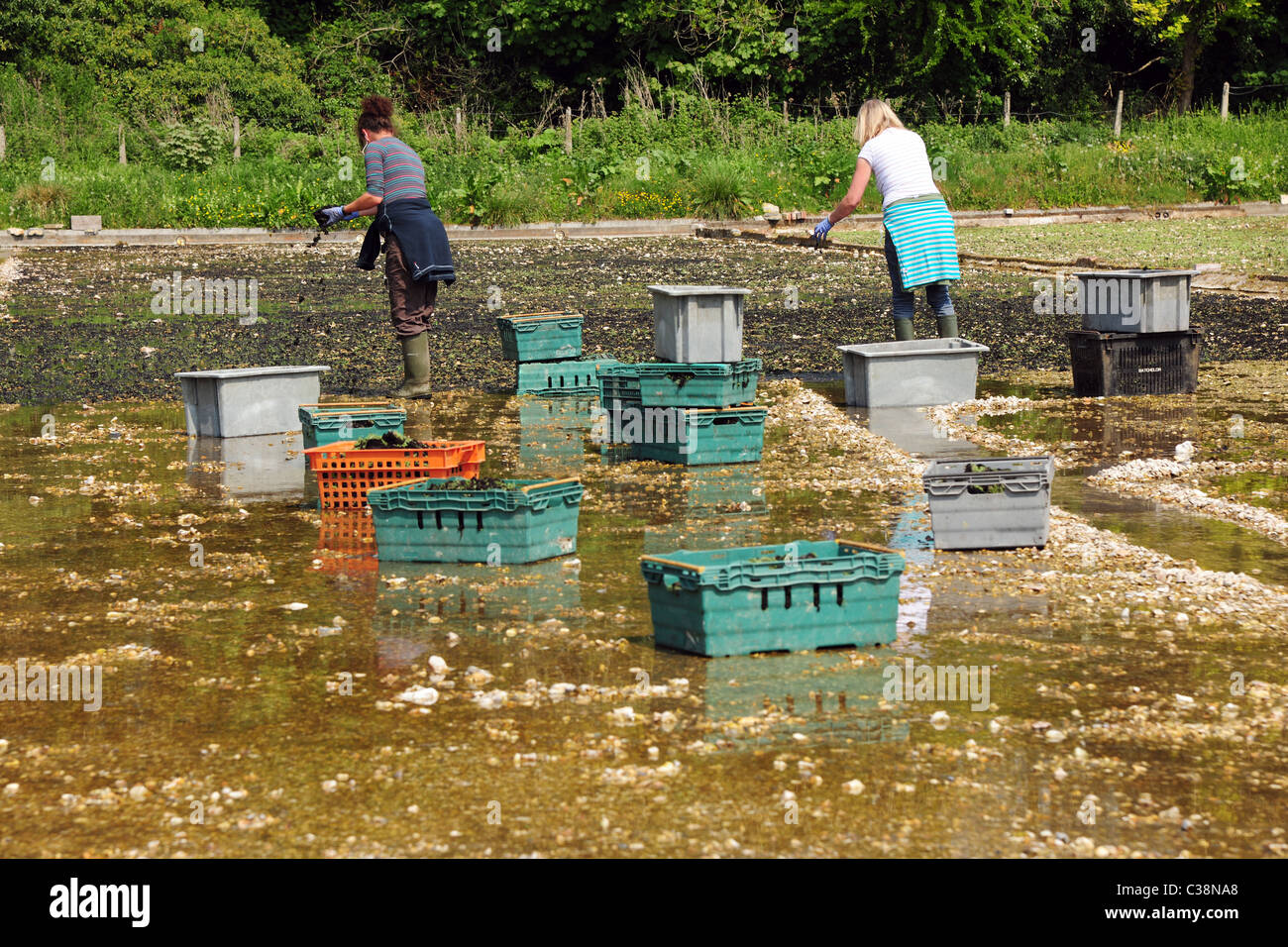Agricultural workers hi-res stock photography and images - Alamy