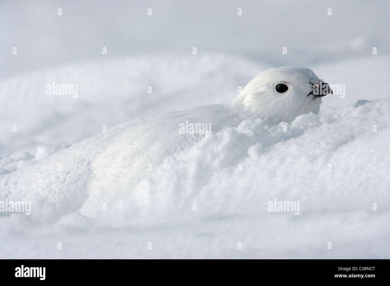 Lagopus Muta Female High Resolution Stock Photography and Images - Alamy