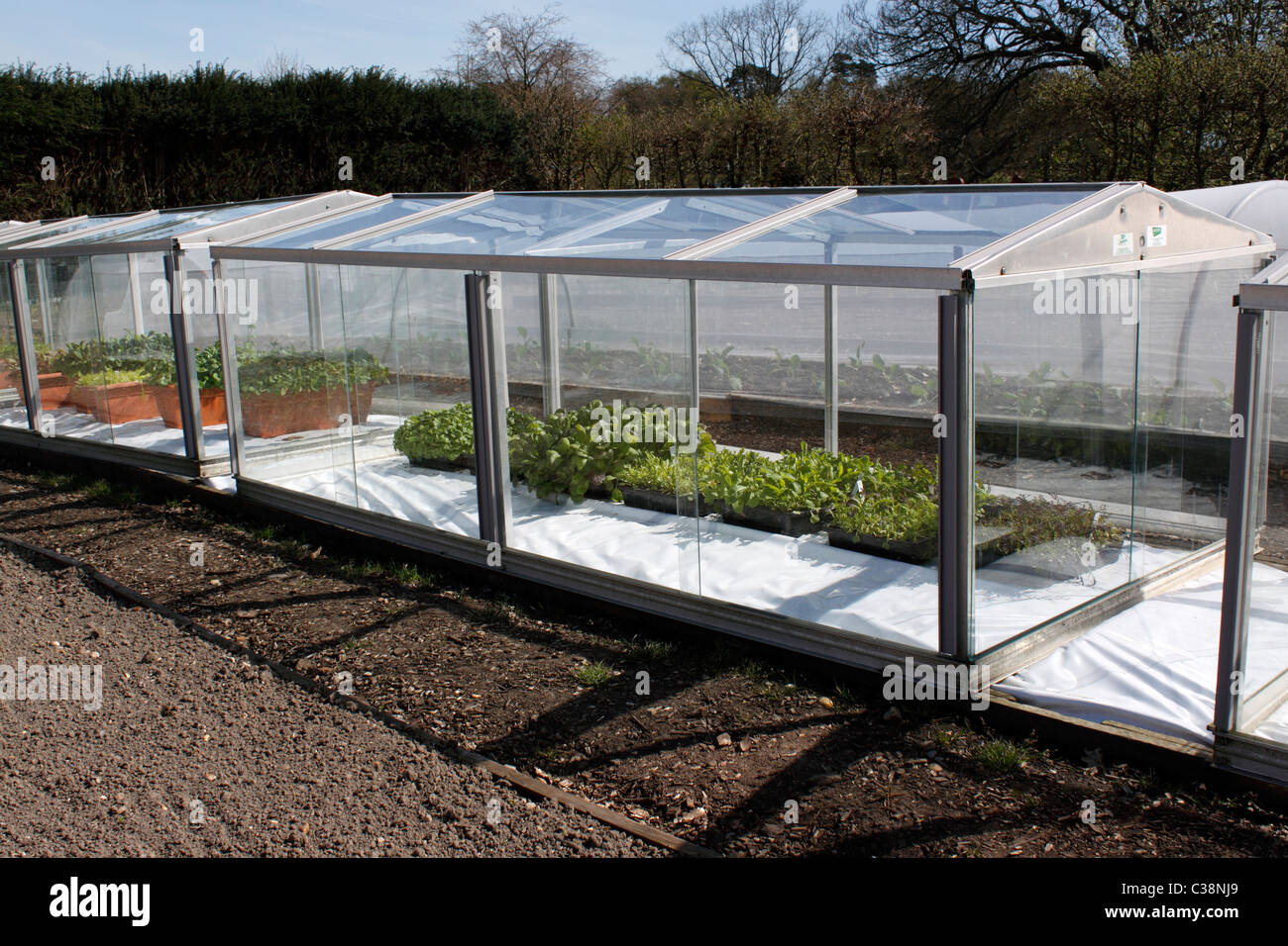GLASS COLD FRAME WITH SALAD CROPS GROWING INSIDE Stock Photo - Alamy