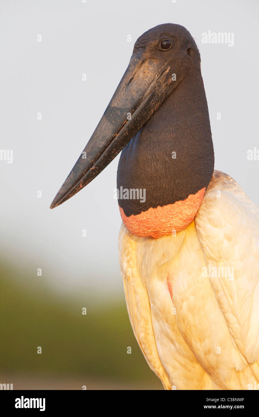 Jabiru - portrait / Jabiru mycteria Stock Photo - Alamy