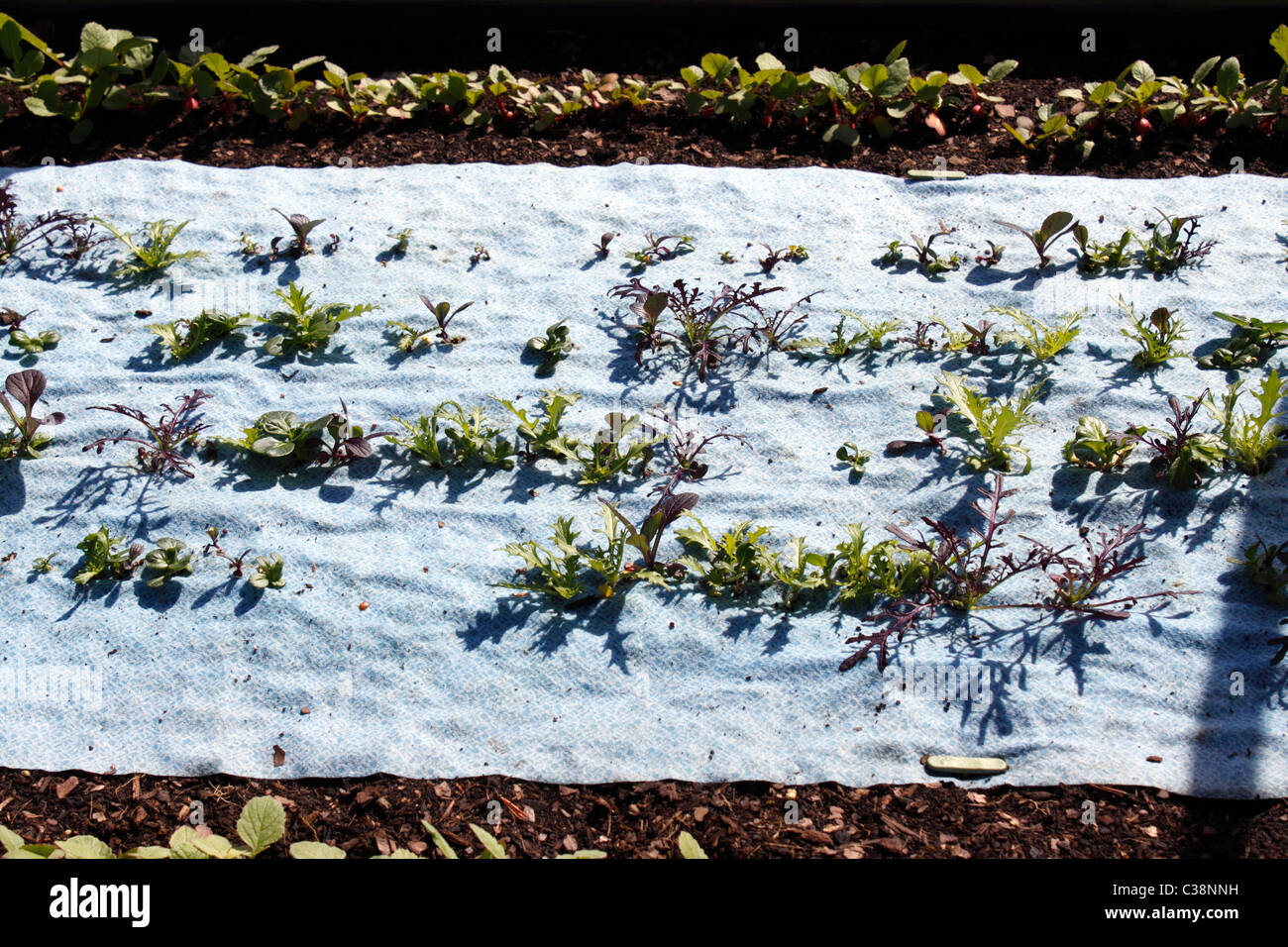 Seed start hi-res stock photography and images - Alamy