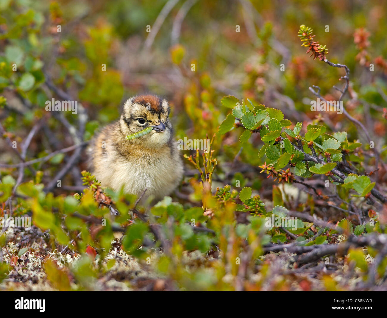 Insect vertebrata hi-res stock photography and images - Alamy