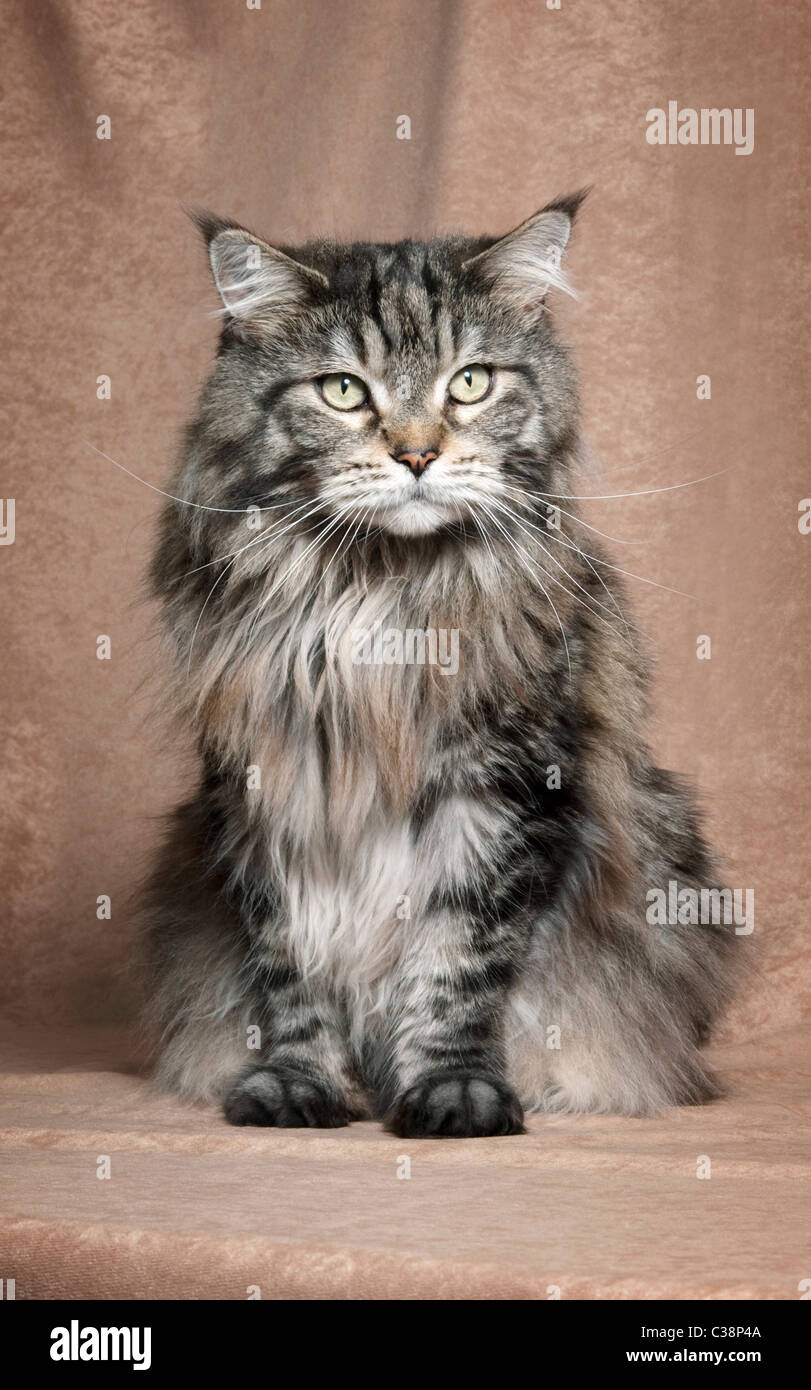 Maine Coon cat - sitting Stock Photo - Alamy