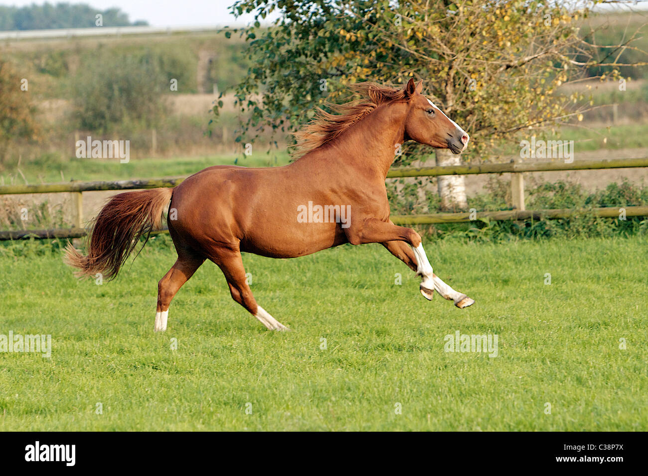 German riding pony galloping on hi-res stock photography and images - Alamy