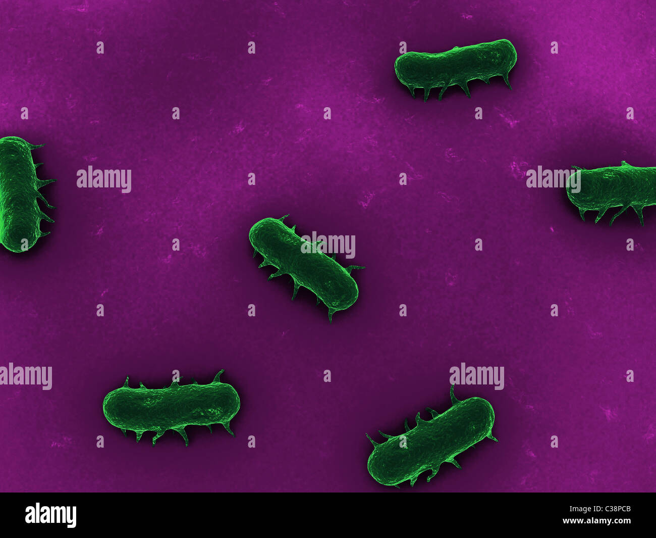 Salmonella bacteria hi-res stock photography and images - Alamy