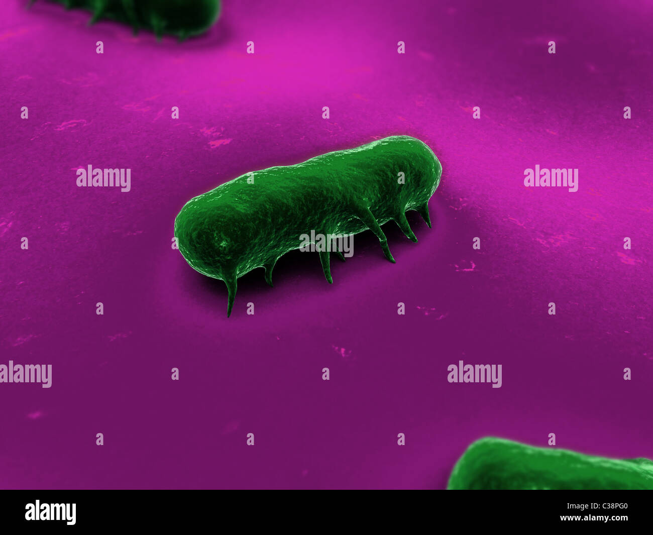 Salmonella bacteria hi-res stock photography and images - Alamy