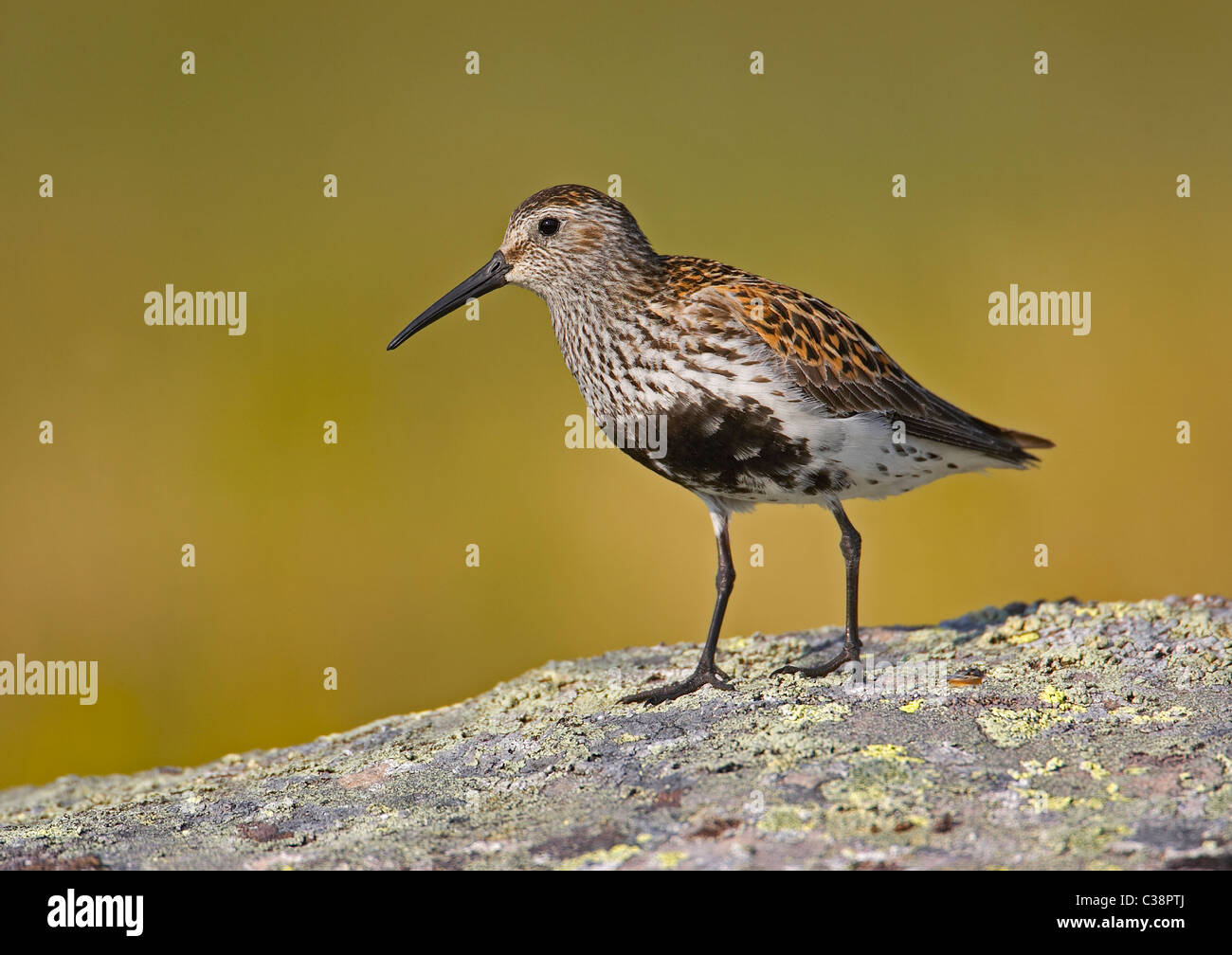 Dunlin (Calidris alpina) standing on lichen-covered rock Stock Photo ...