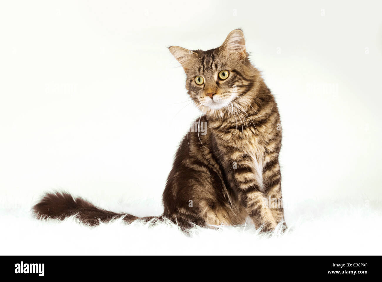 Maine Coon cat - sitting Stock Photo - Alamy